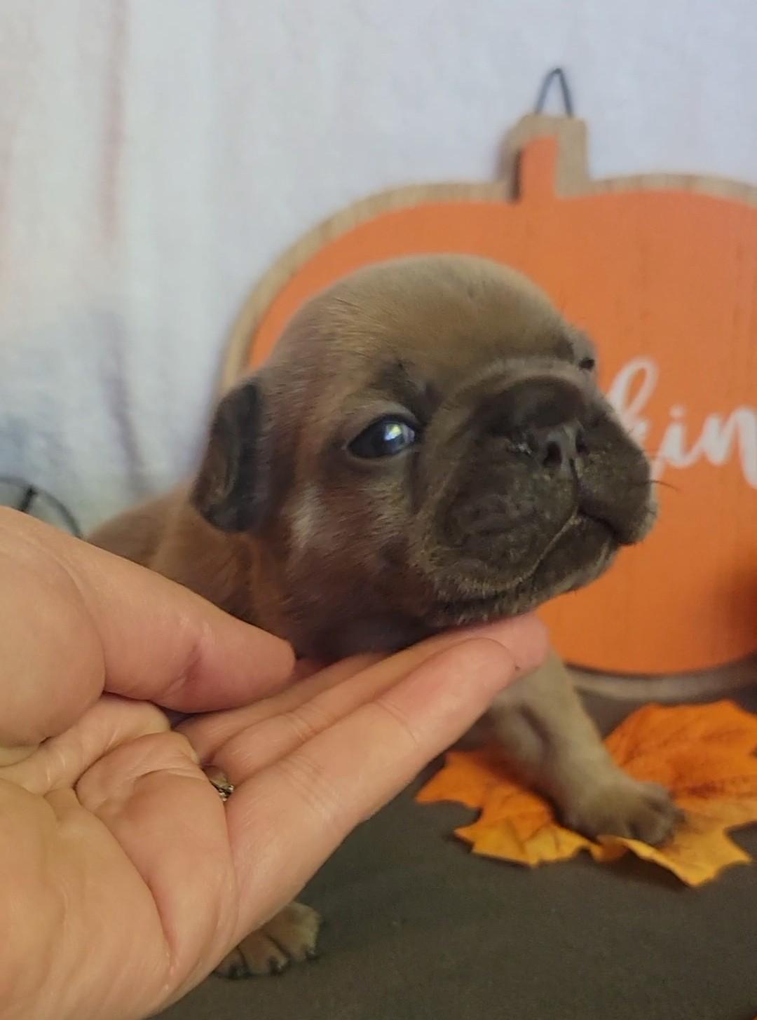 Beast-A-Bullz French Bulldogs in Oregon | French Bulldog puppies | Good Dog