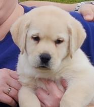 Tru-Heart Labradors, LLC in Florida | Labrador Retriever puppies | Good Dog