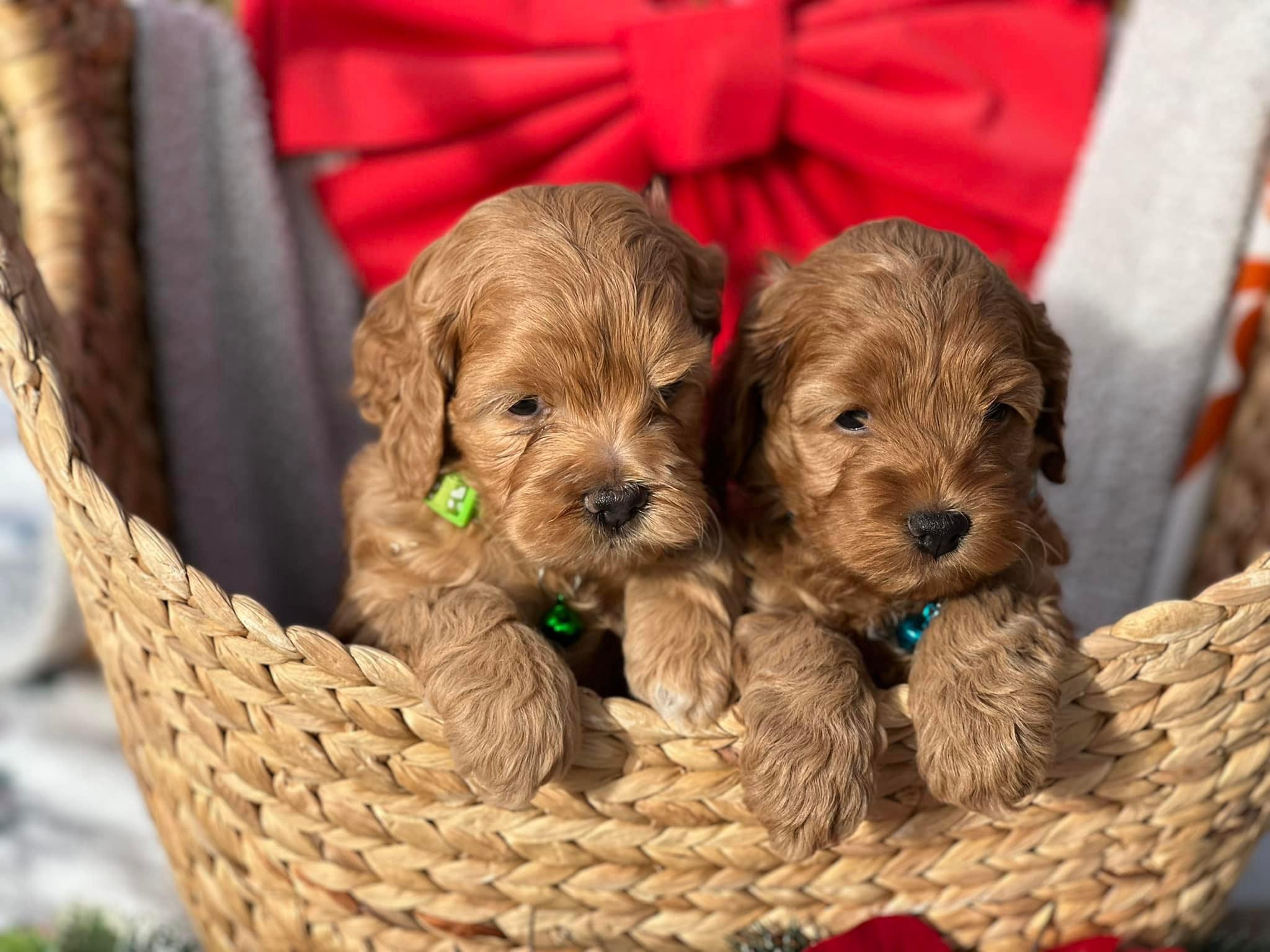 Creekwood Miniature Cavapoos in Texas | Cavapoo puppies | Good Dog