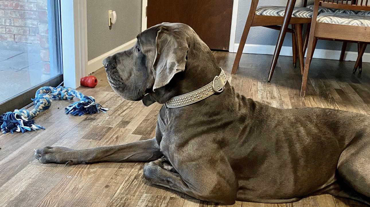 Blue Thunder Danes in Texas | Great Dane puppies | Good Dog