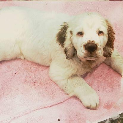 Linda Sidorovich in Massachusetts | Clumber Spaniel puppies | Good Dog