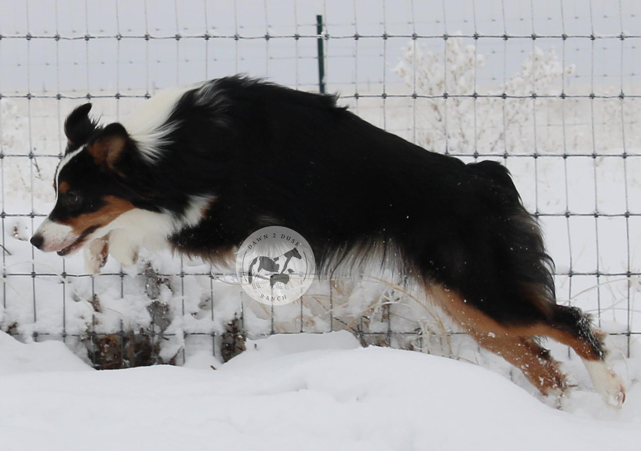 Dawn 2 Dusk Ranch in Colorado | Australian Shepherd puppies | Good Dog