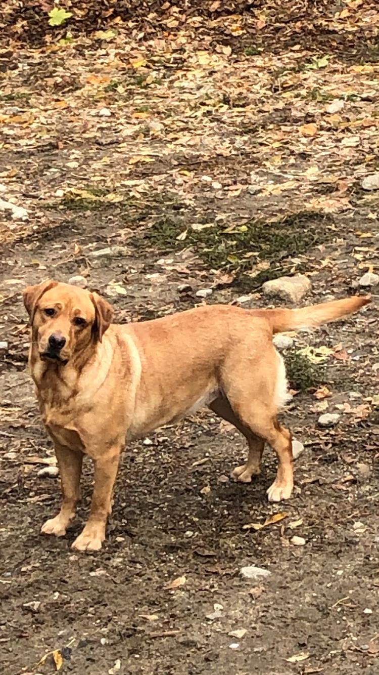 East Coast Labradors in Massachusetts | Labrador Retriever puppies ...