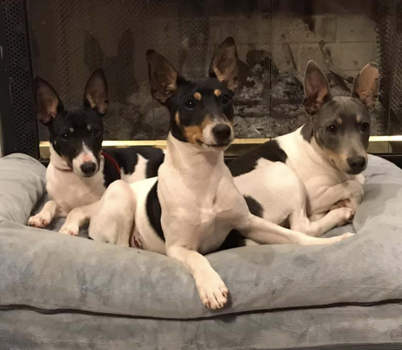 Top Shelf Rat Terriers in California | Rat Terrier puppies | Good Dog