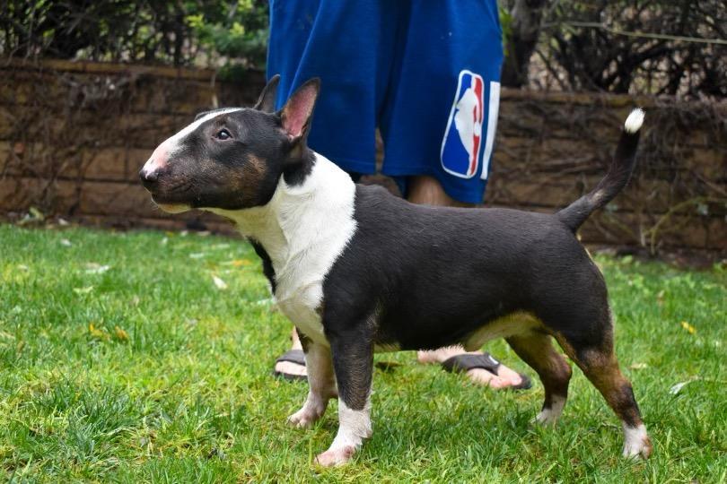 Joyful_minibulls in California | Miniature Bull Terrier puppies | Good Dog