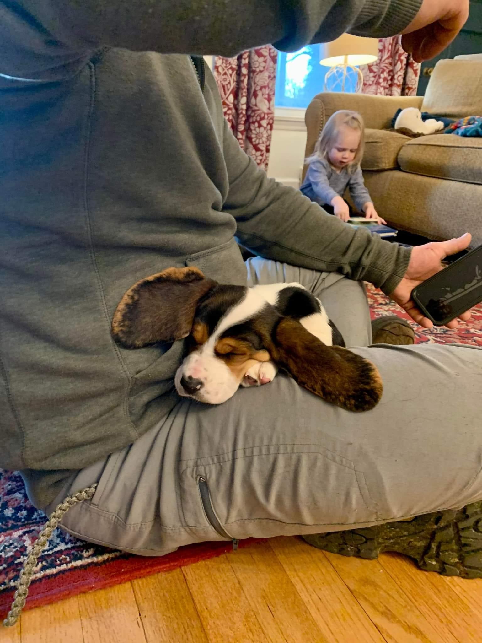 Mountain View Basset Hounds in North Carolina | Basset Hound puppies ...