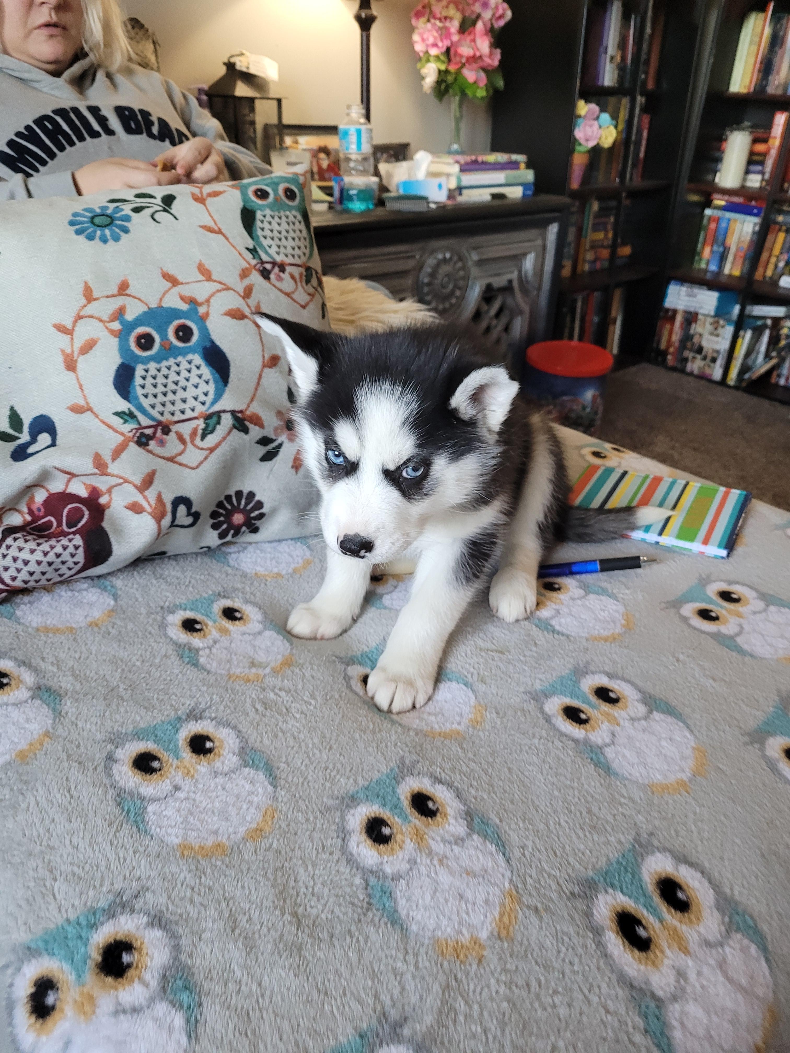 Williams' Siberian Huskies in Kentucky | Siberian Husky puppies | Good Dog