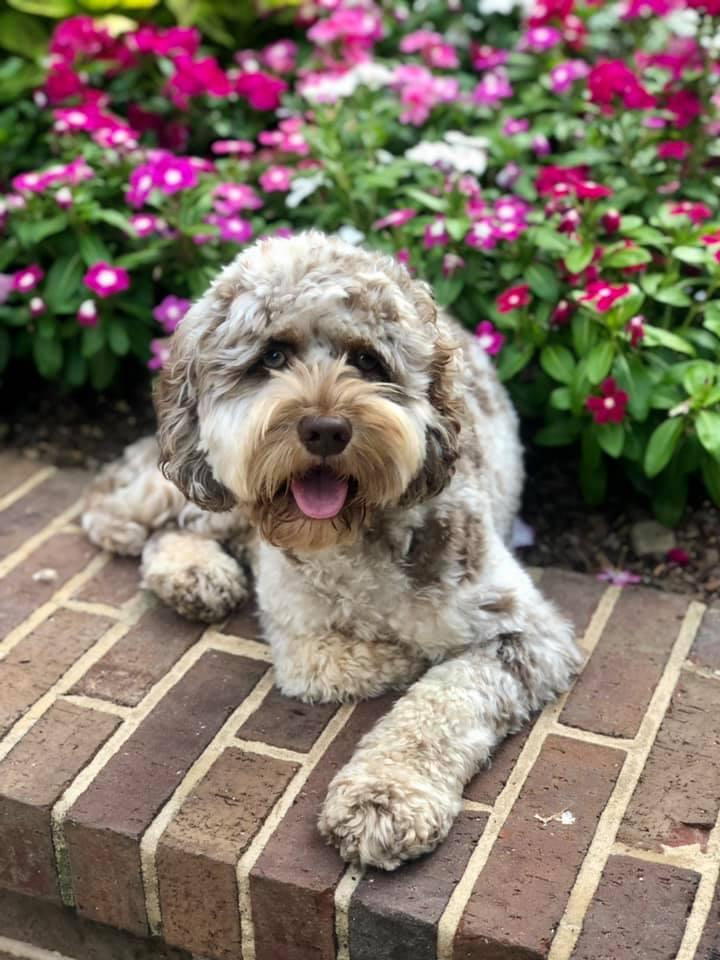 muddy boots cocker spaniels and cockapoos in Indiana | Cockapoo and ...