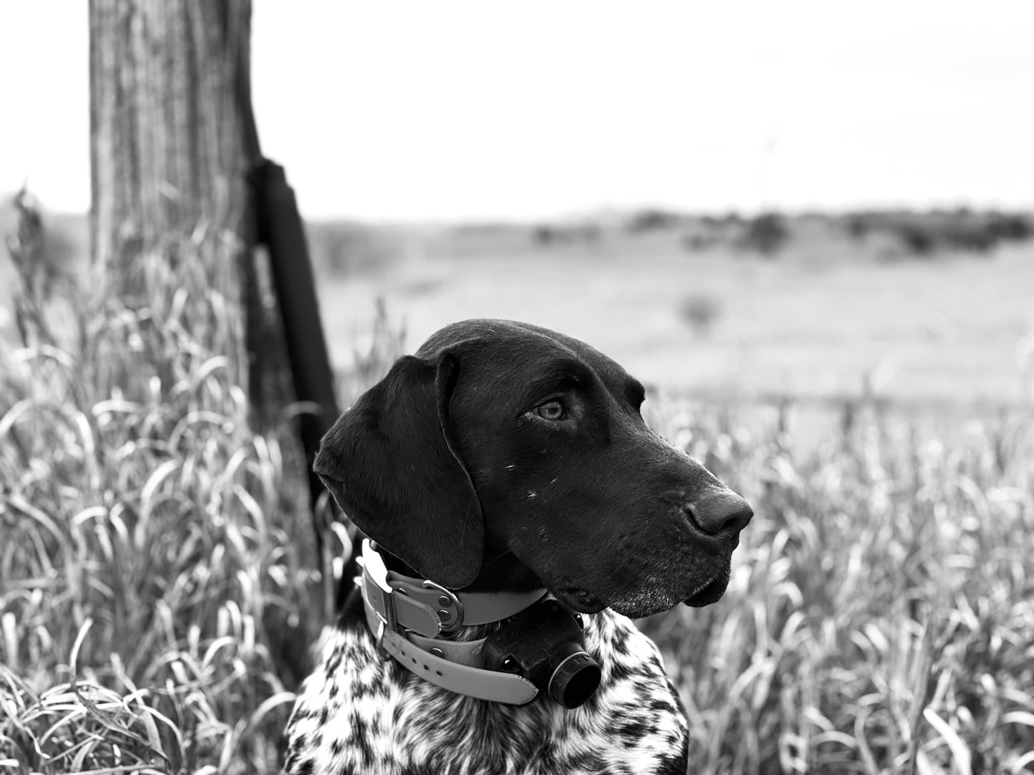 Stonehedge’s Shooting High in Minnesota | German Shorthaired Pointer ...