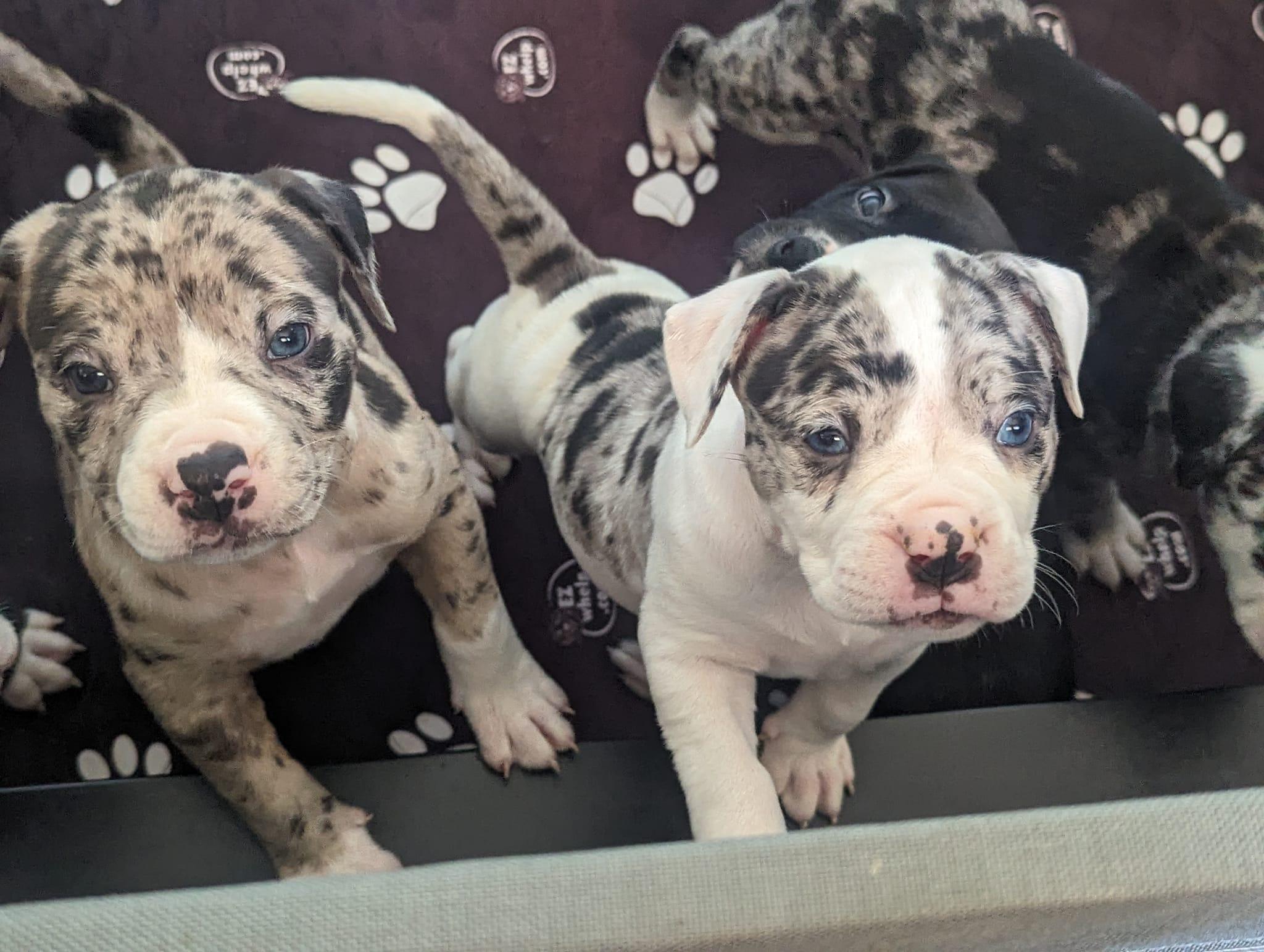 Red Dirt Alapahas in Oklahoma | Alapaha Blue Blood Bulldog puppies ...