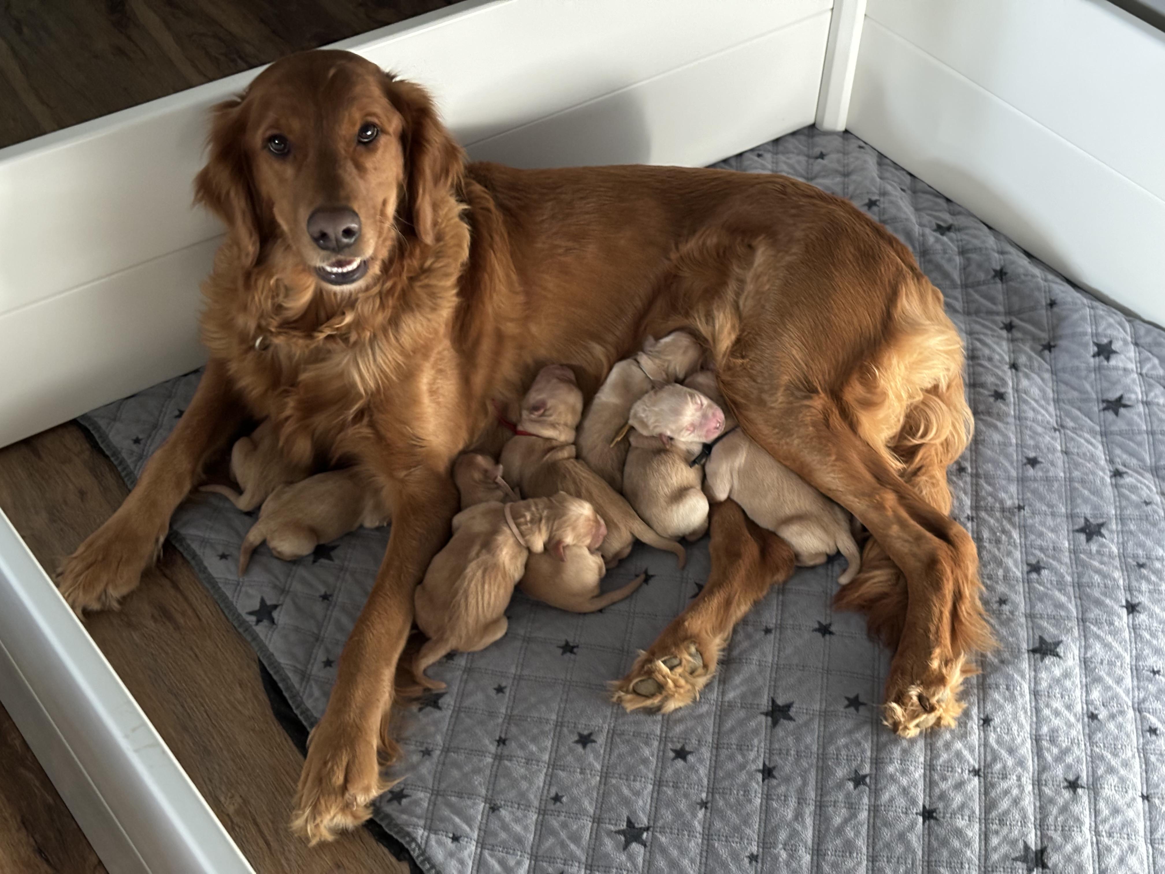 Renko Kennel in Tennessee | Golden Retriever puppies | Good Dog