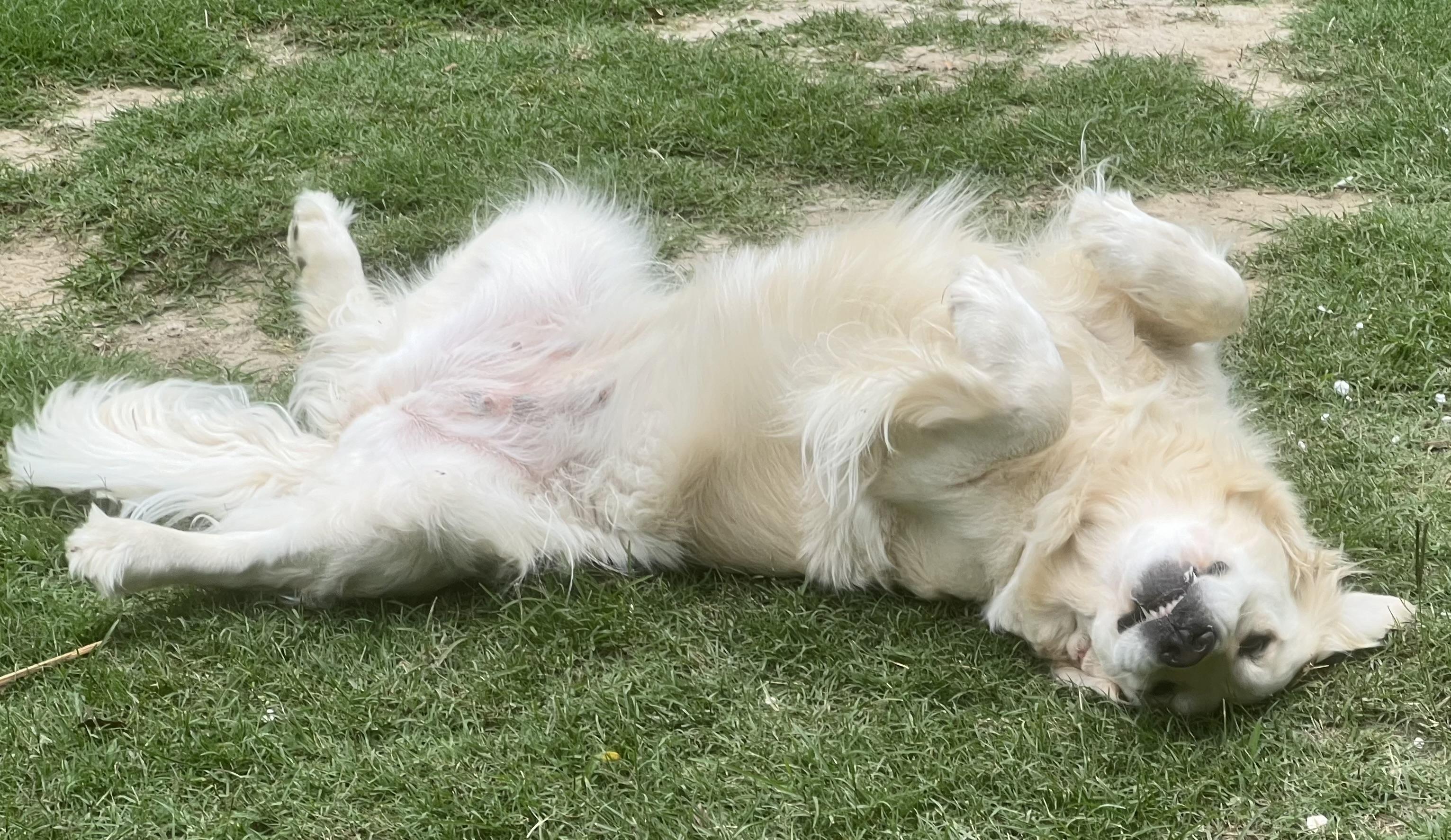 Vicki Wall's Golden Retrievers in Georgia | Golden Retriever puppies ...