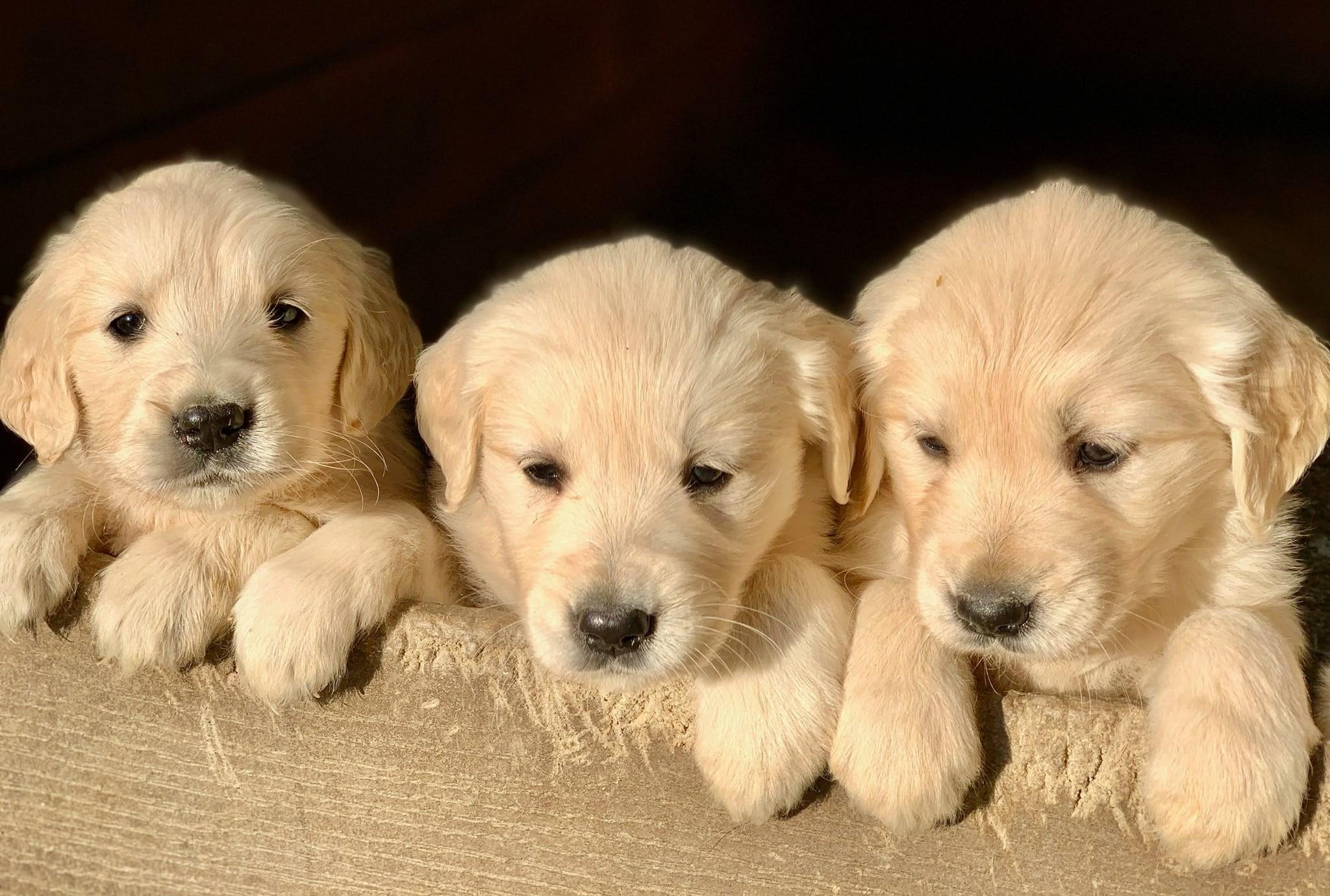 Highlander's Goldens of Howell in Michigan | Golden Retriever puppies ...