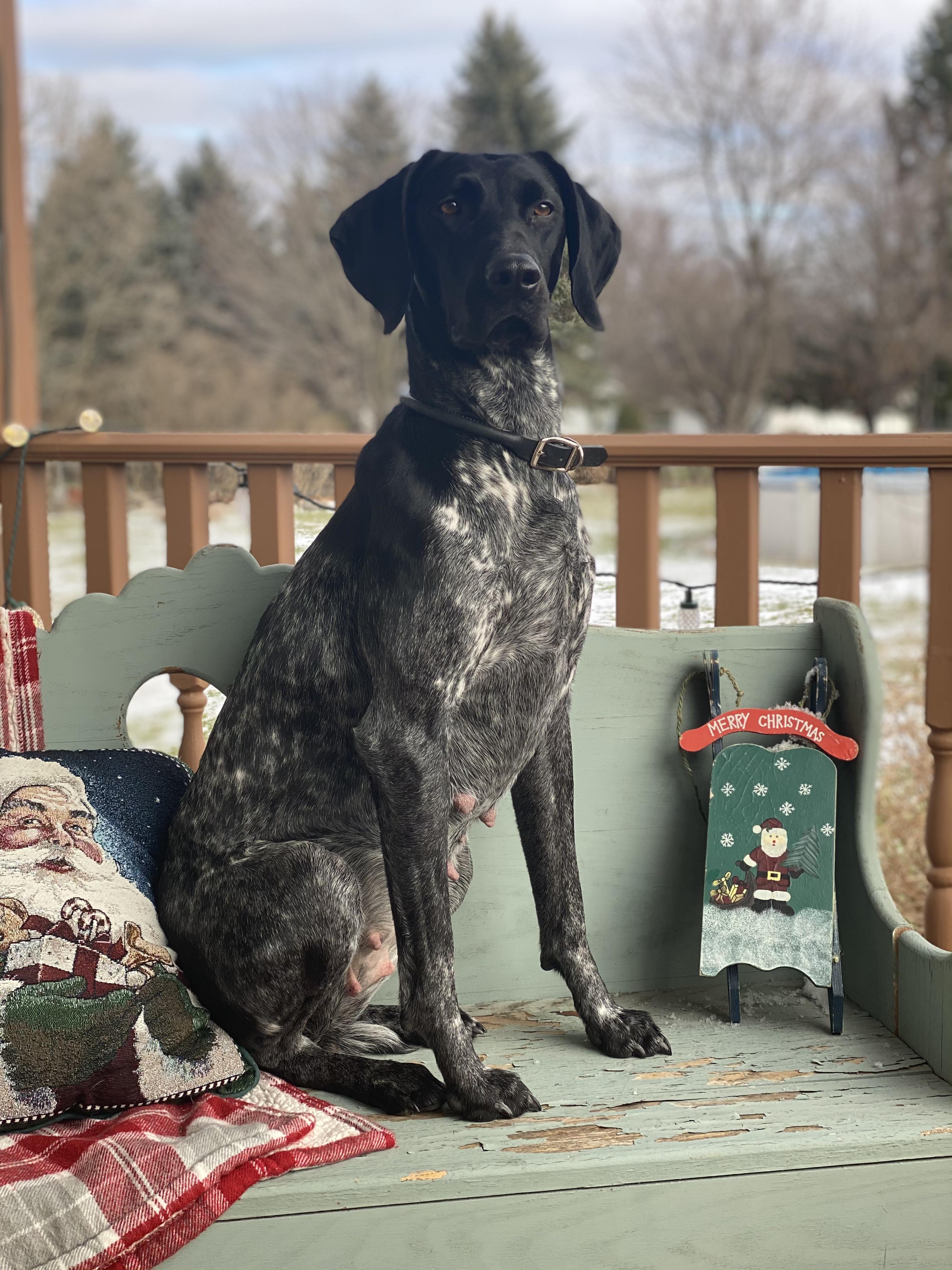 Fortin’s German Shorthaired Pointers in Michigan | German Shorthaired ...