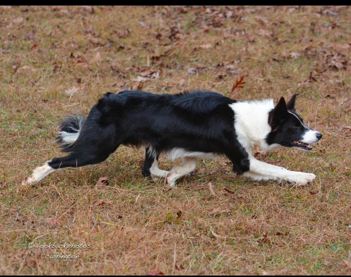 Angela's Border Collies in Alabama | Border Collie puppies | Good Dog