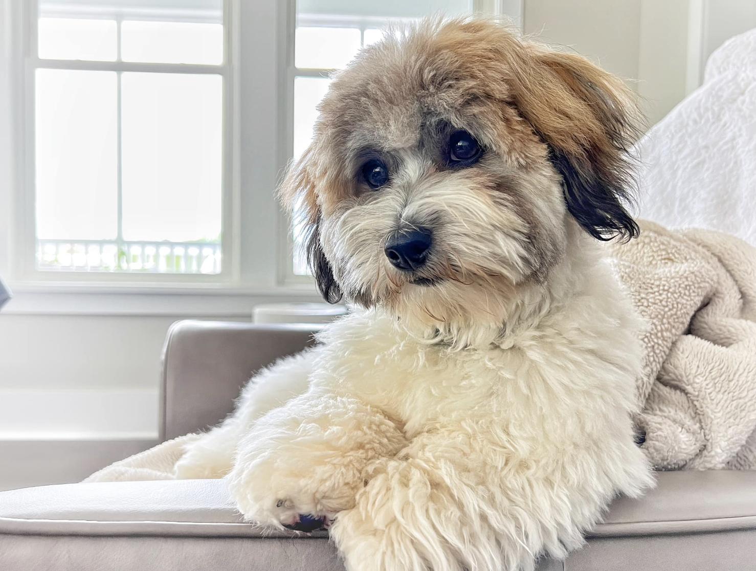 Cotons of Downing St in Florida | Coton de Tulear puppies | Good Dog