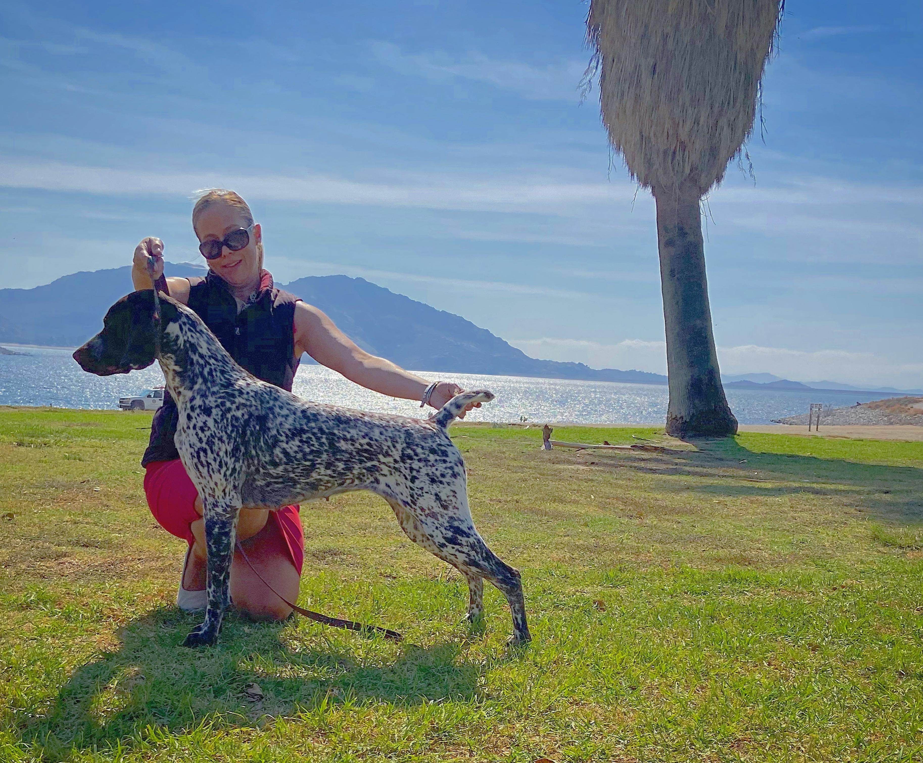 SilverBay GunDogs in California | German Shorthaired Pointer and ...
