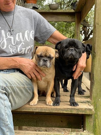 Black Creek Farm in South Carolina | Pug puppies | Good Dog