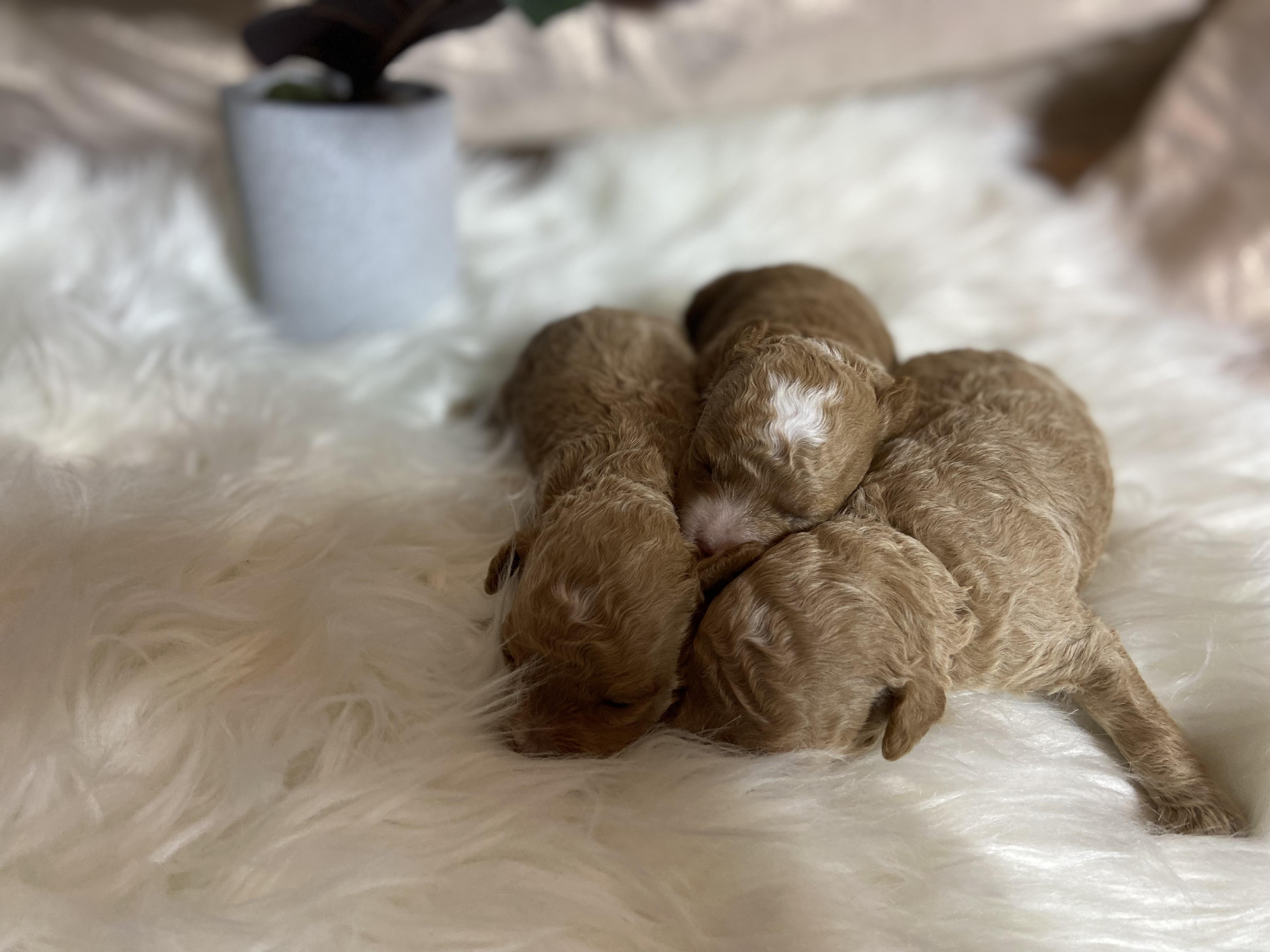 Poodles Are Mixy in Pennsylvania | Maltipoo and Poodle puppies | Good Dog