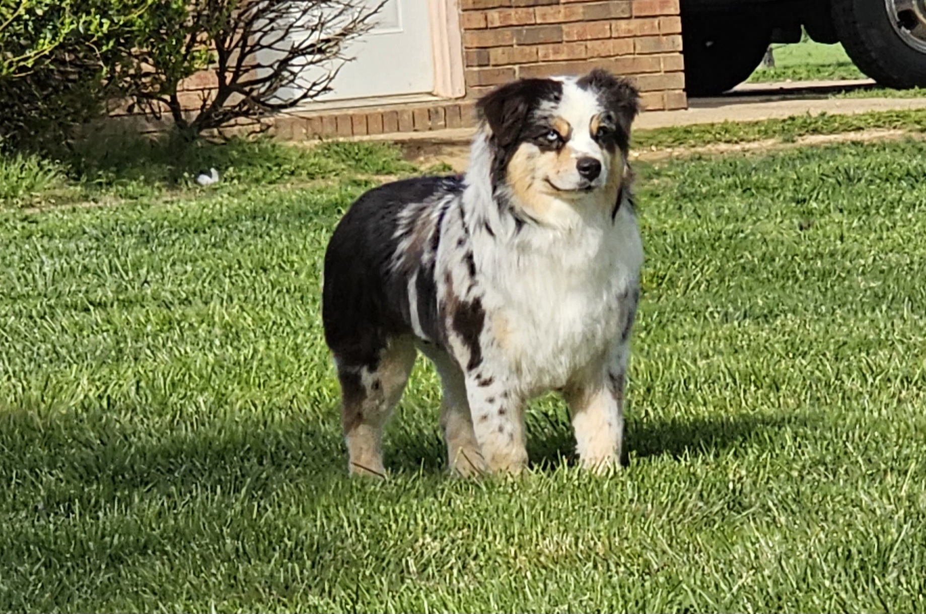 JnT's Bluegrass Mini Aussies in Kentucky | Australian Shepherd and ...