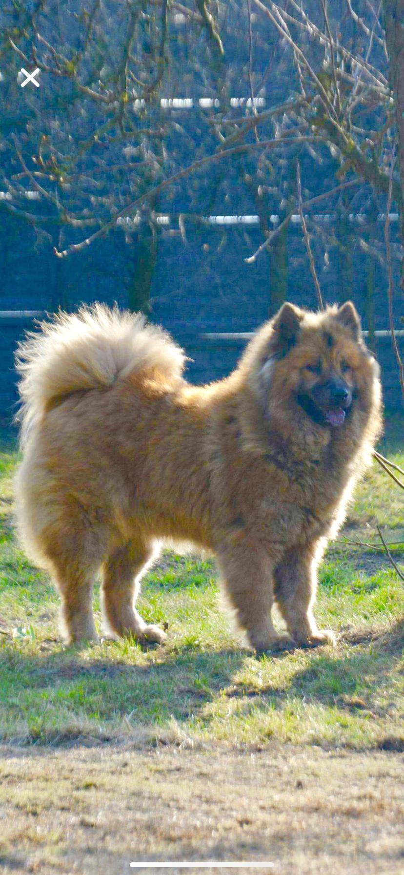 Falling Cedar Farm Samoyeds and Eurasier’s in Washington | Eurasier and ...