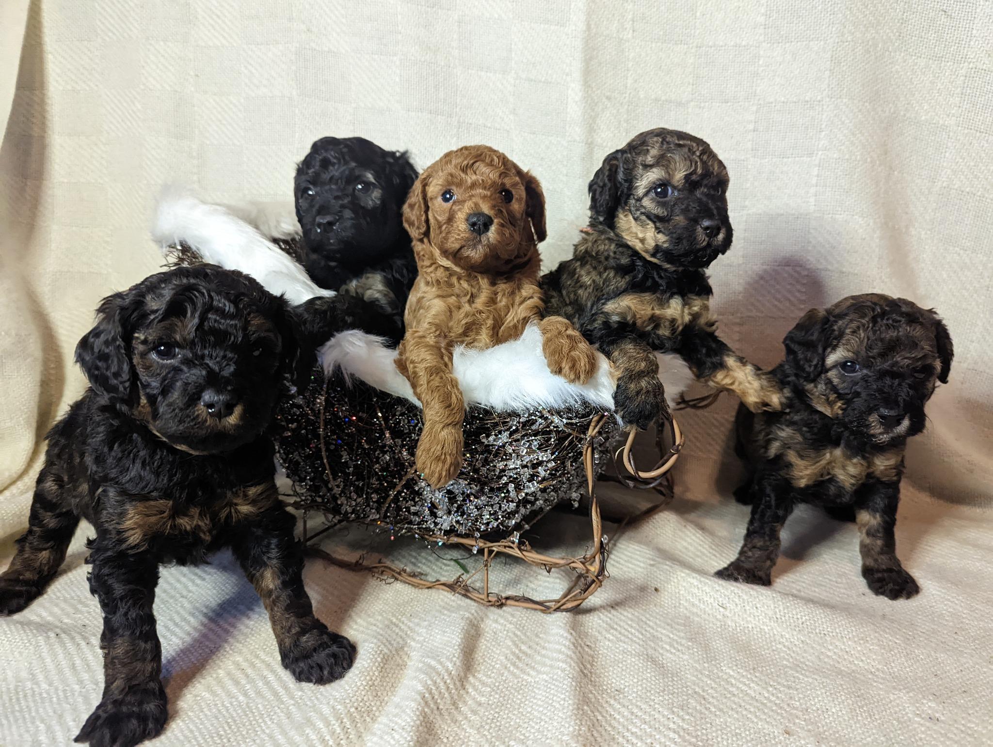 Great Lakes Poodles in Michigan | Poodle puppies | Good Dog
