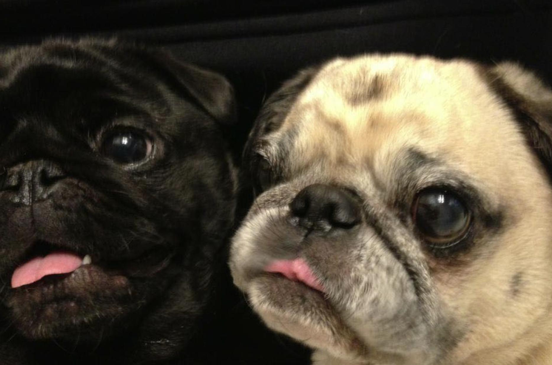 Pug Palace in Indiana | Pug puppies | Good Dog