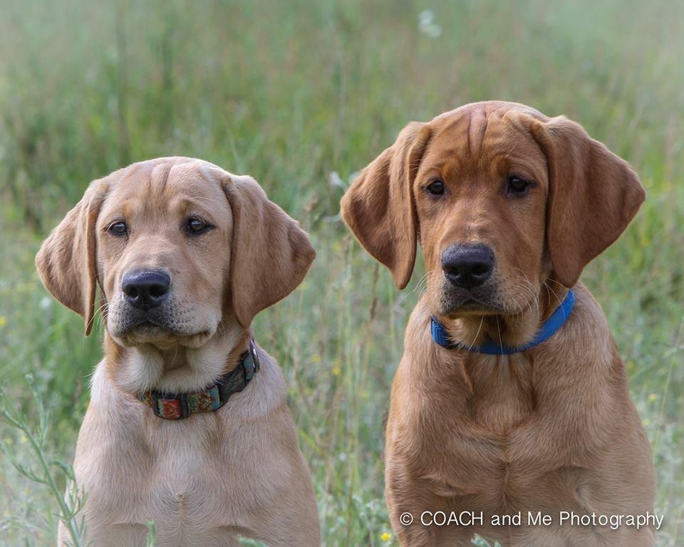 Bird Dog Labs LLC in Minnesota | Labrador Retriever puppies | Good Dog