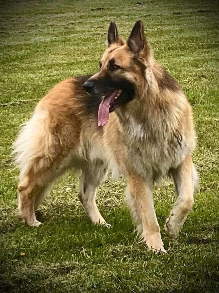 Hill Country Shilohs in Pennsylvania | Shiloh Shepherd puppies | Good Dog