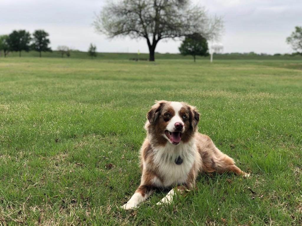 Rigsby Ranch in Texas | Miniature American Shepherd and Miniature ...