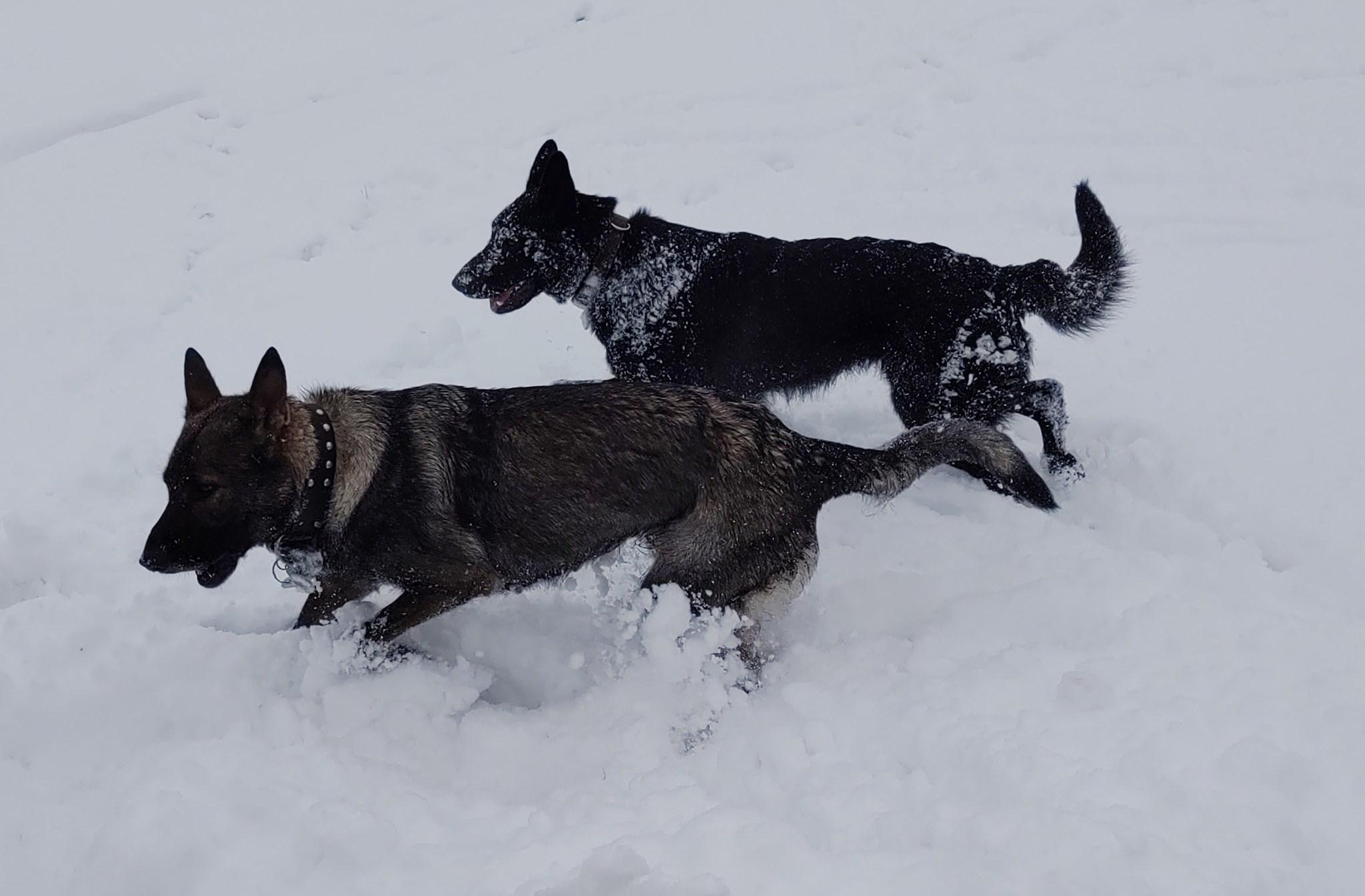 Smith's Shepherds in Kansas | German Shepherd puppies | Good Dog