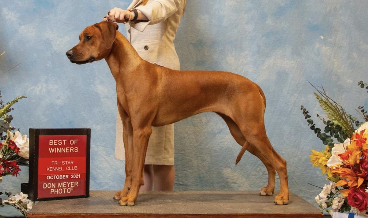 Crusader Rhodesian Ridgebacks in Michigan | Rhodesian Ridgeback puppies ...