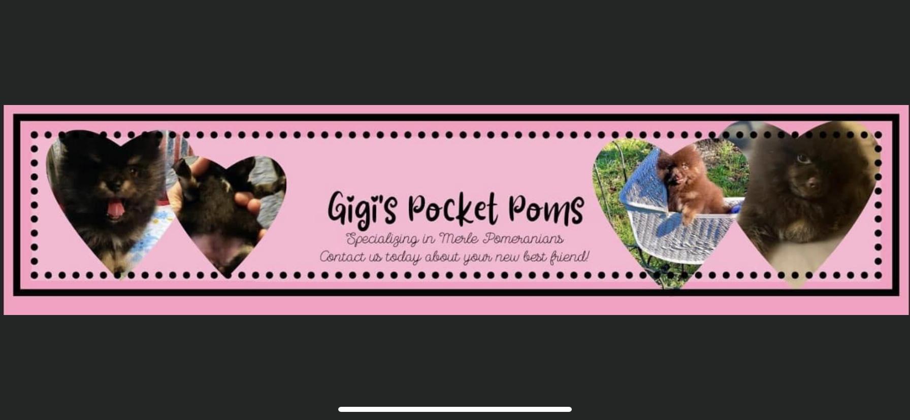 Gigi’s Pocket Poms in Florida | Pomeranian puppies | Good Dog