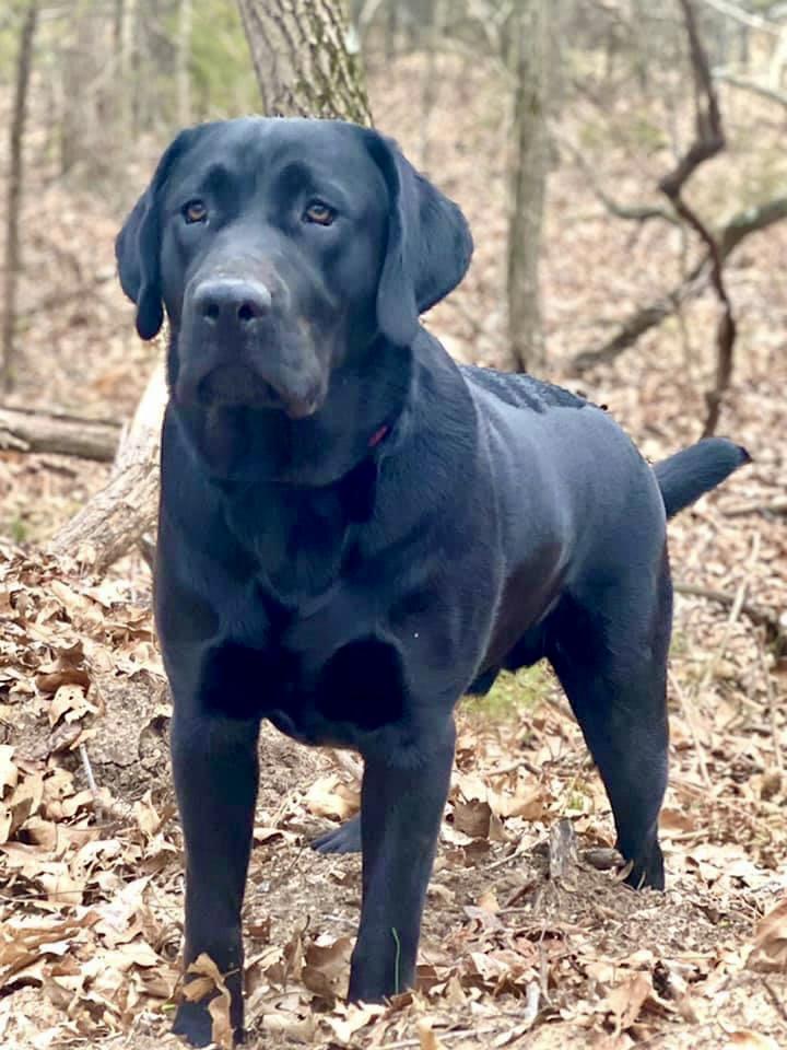 Circle H Labradors in Michigan | Labrador Retriever puppies | Good Dog