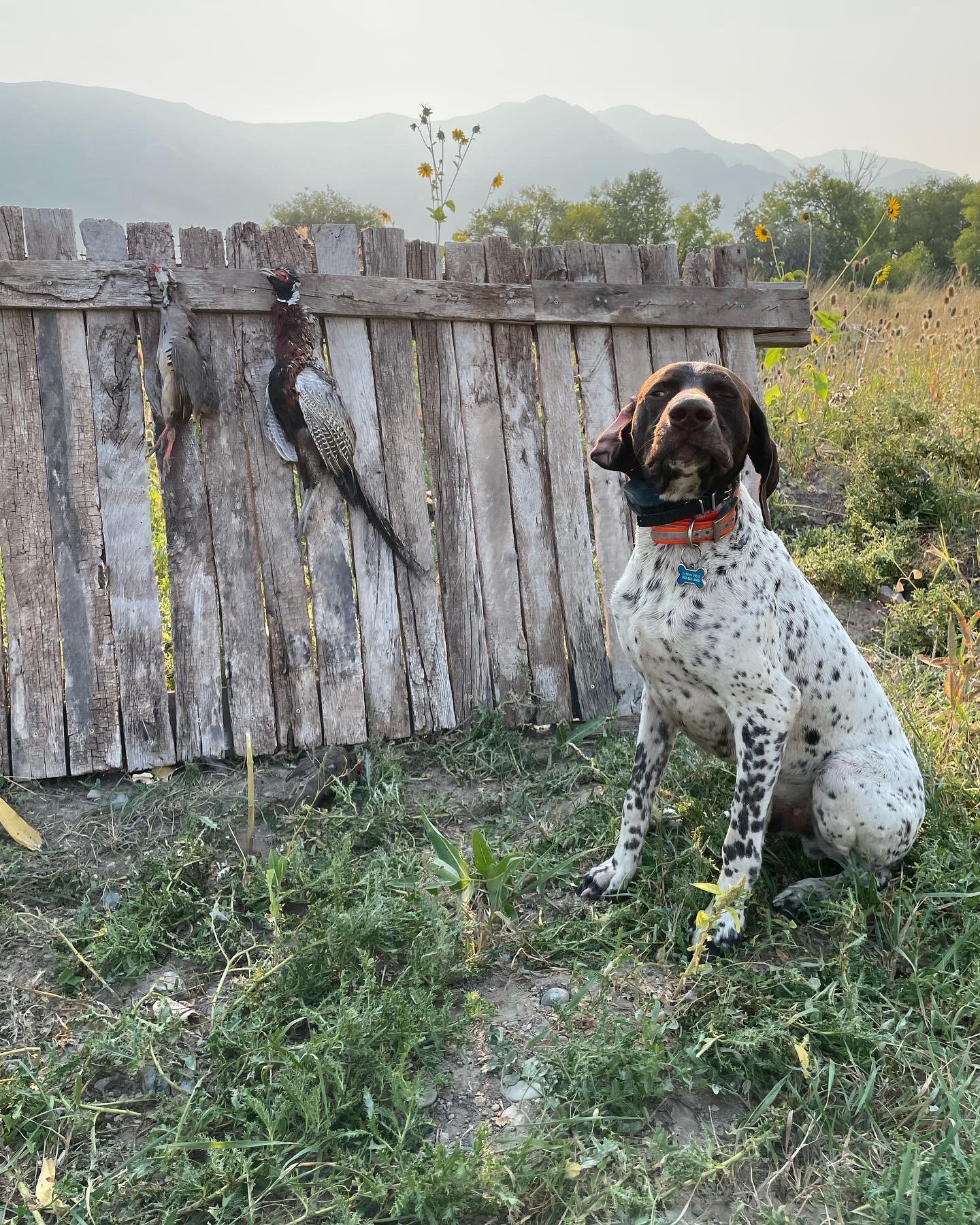 On Point Gun Dog's of Utah in Utah | German Shorthaired Pointer puppies ...
