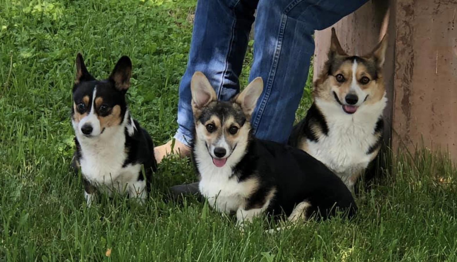 Michele's Corgis in Montana | Pembroke Welsh Corgi puppies | Good Dog