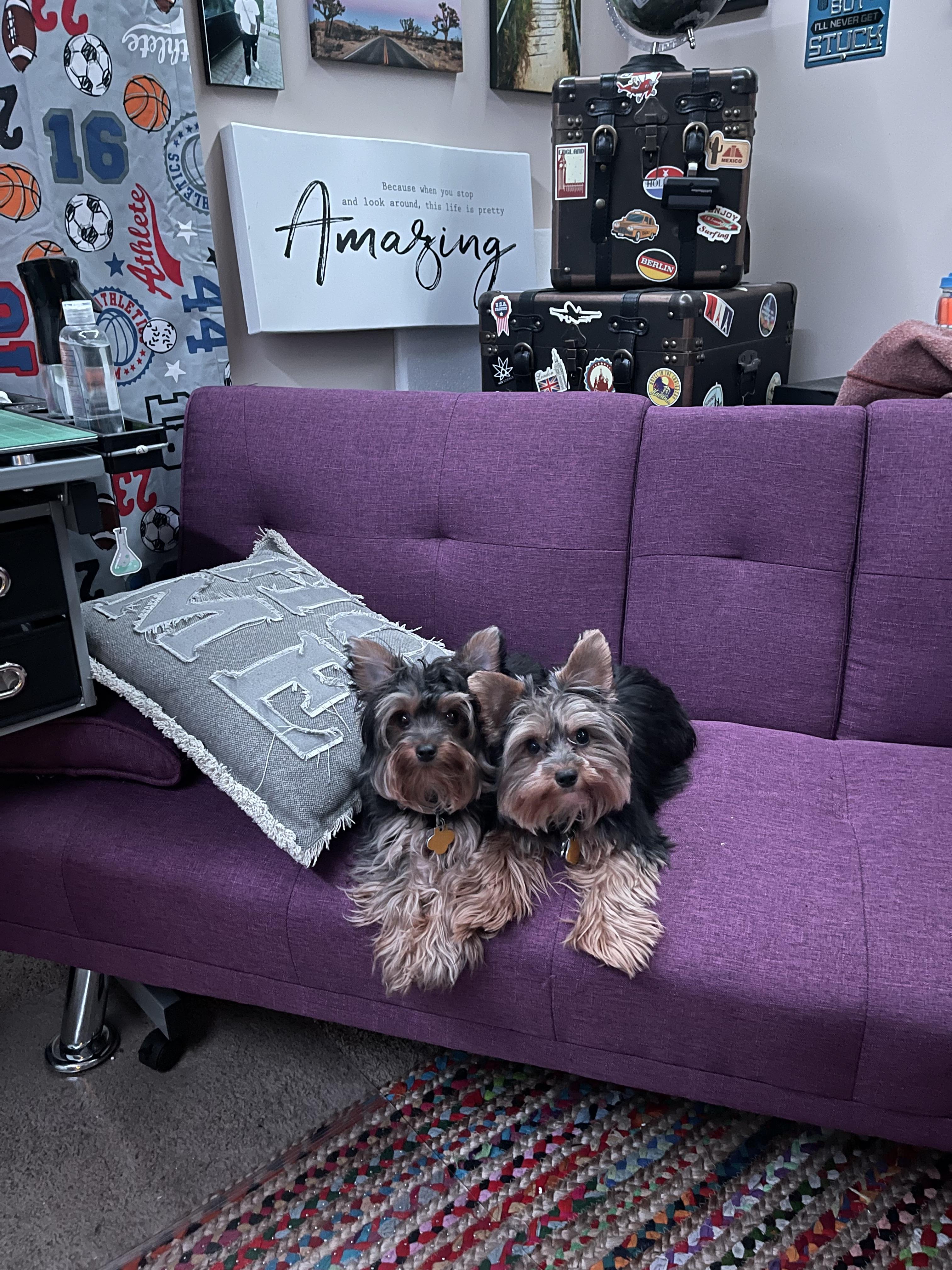 Waggin Buddies Litter in Georgia | Yorkshire Terrier puppies | Good Dog