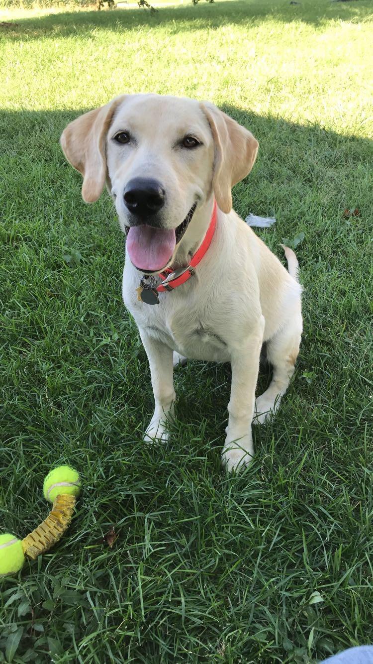 Megans Labradors in Missouri | Labrador Retriever and Dilute Retriever ...