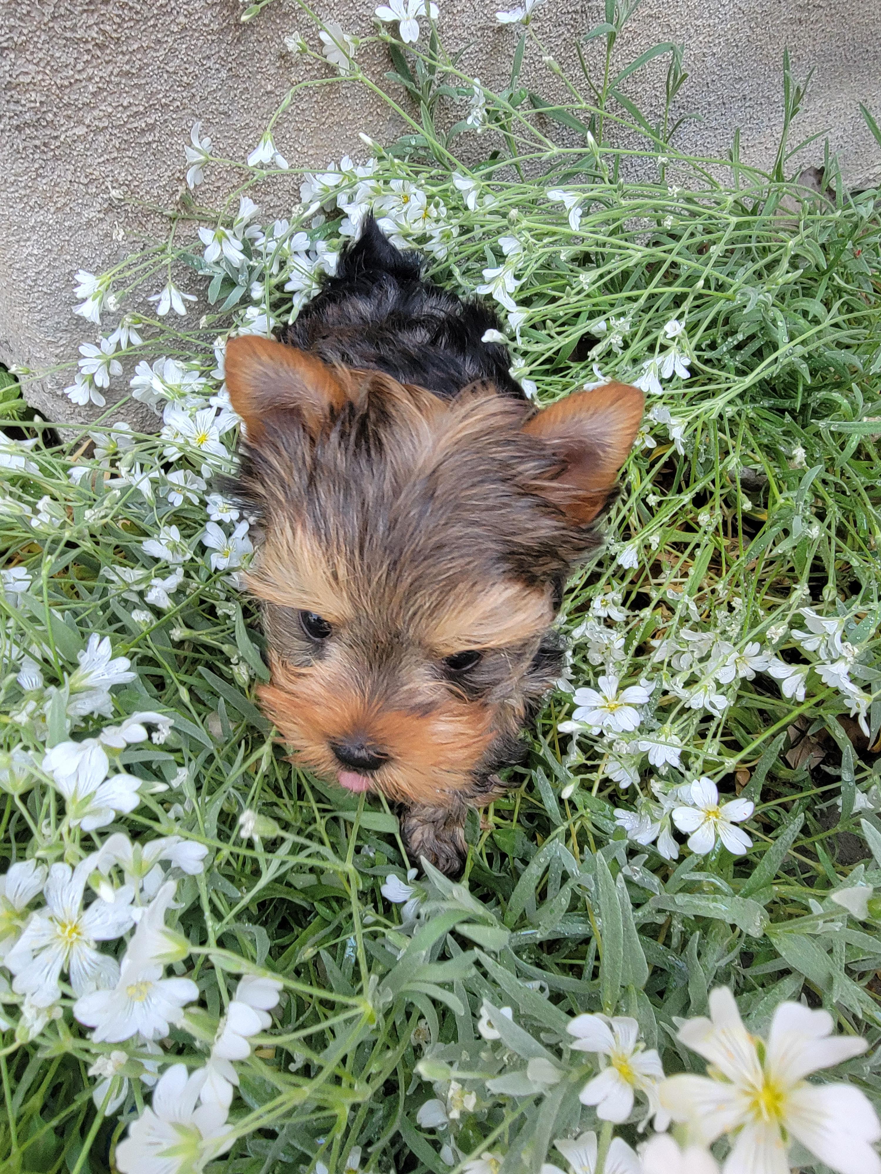 Lundberg Yorkies in Utah | Yorkshire Terrier puppies | Good Dog