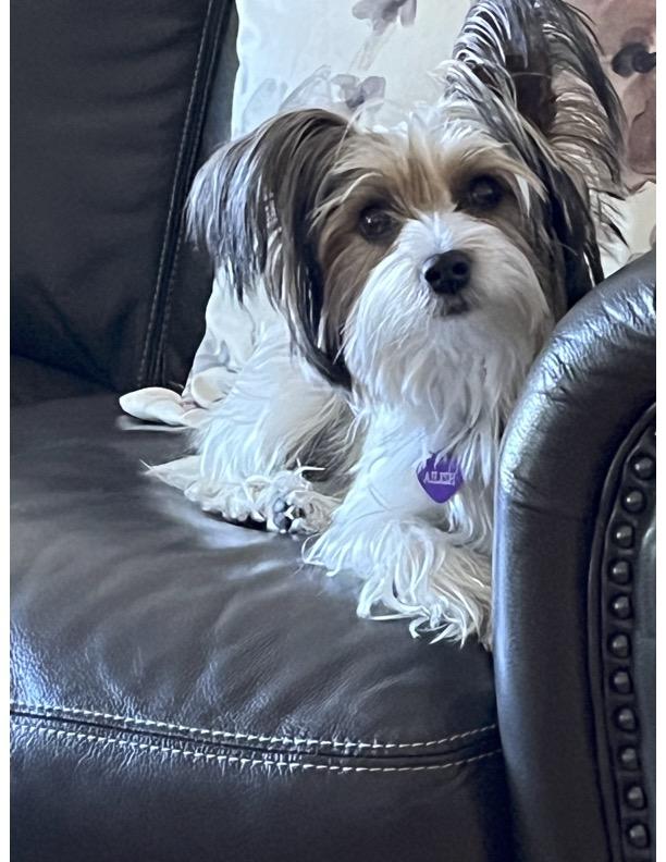 Angel Spun Yorkies in Florida | Yorkshire Terrier puppies | Good Dog