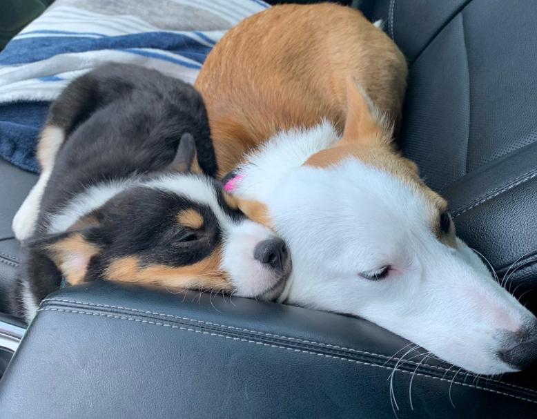 Wiggle Ranch Corgis in Texas | Pembroke Welsh Corgi puppies | Good Dog