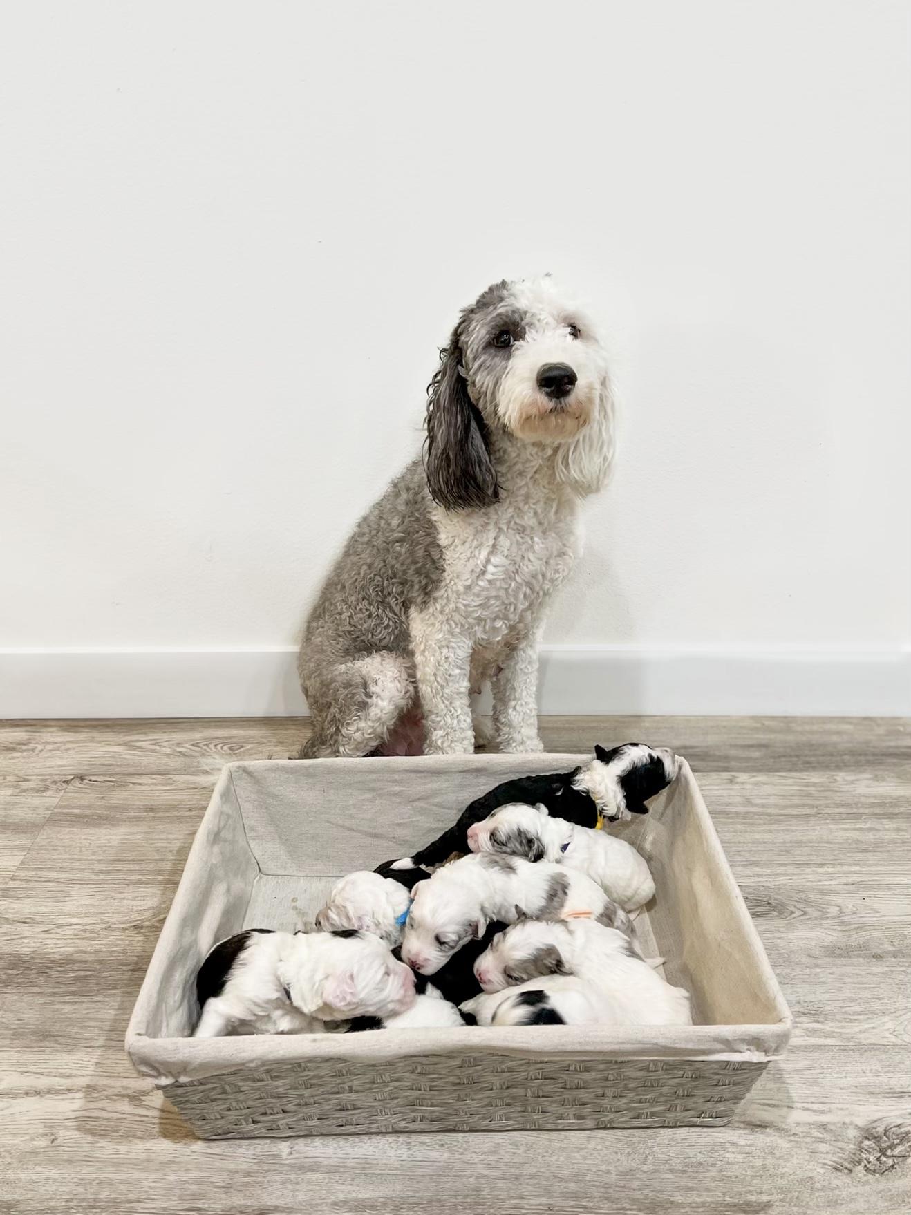 Novadoodles801 in Utah | Sheepadoodle and Assorted Doodle Crosses ...