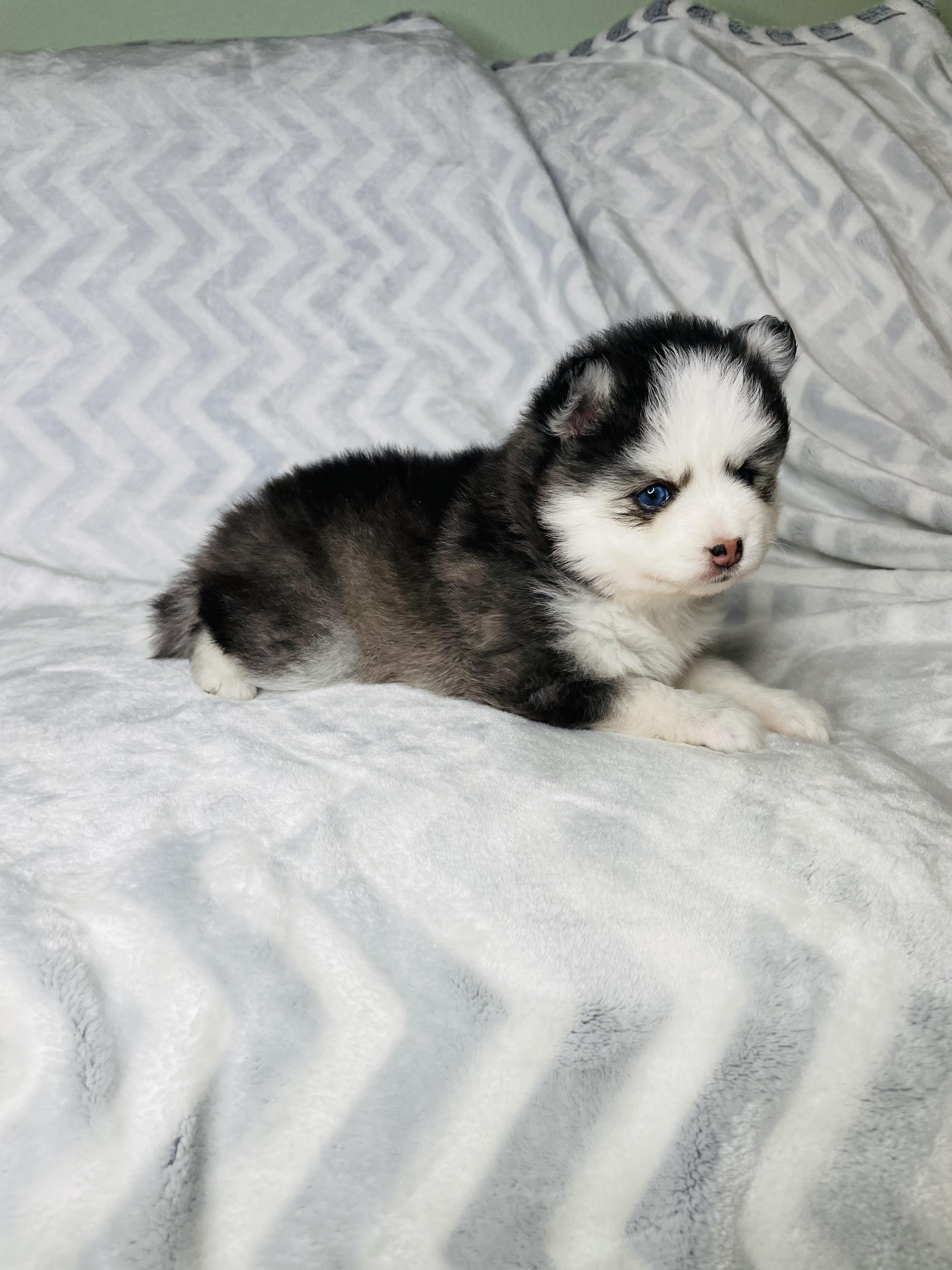 Lone Star Pomsky in Texas | Pomsky puppies | Good Dog