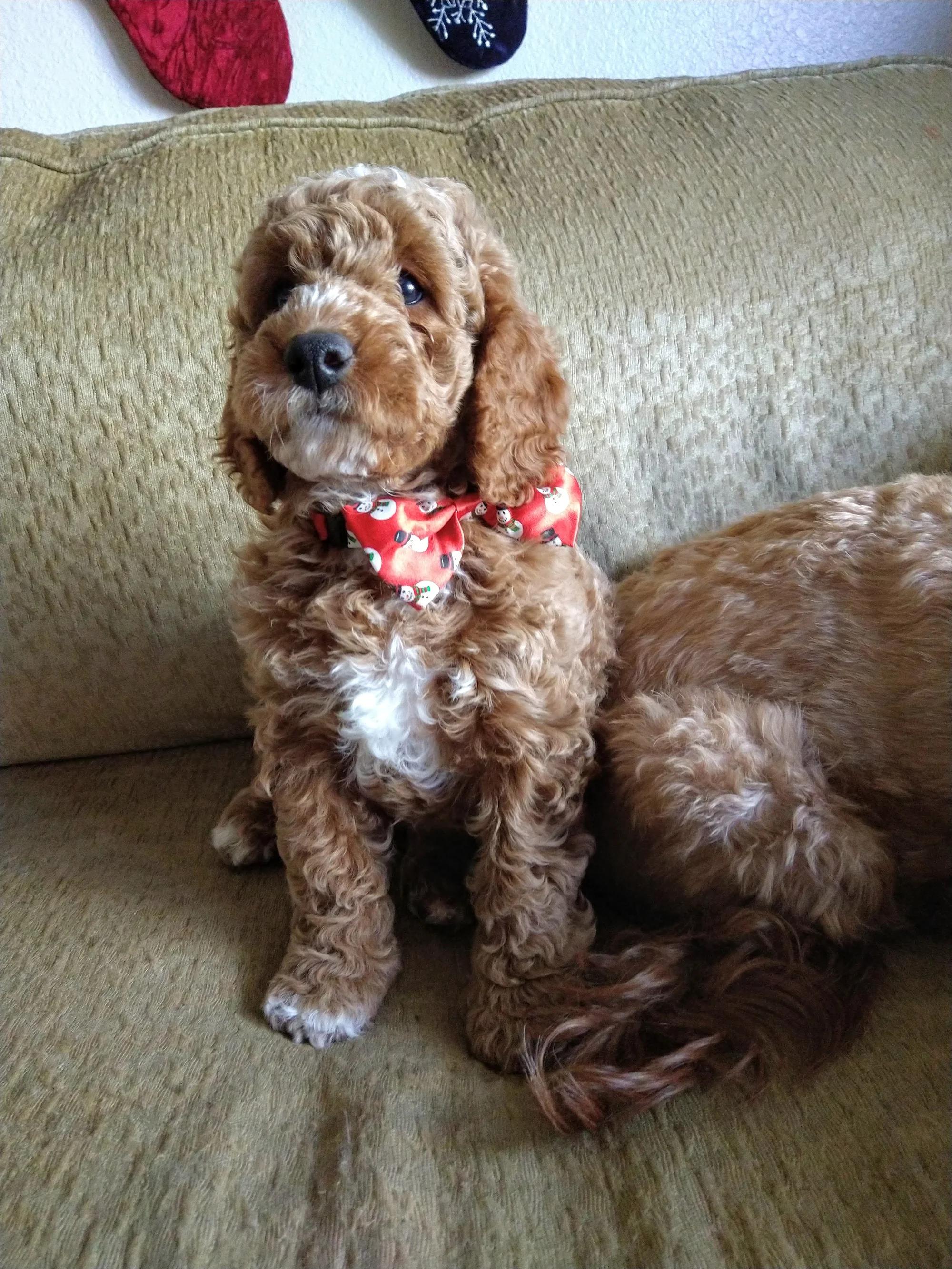 Butterfly Creek Poodles & Doodles in Utah | Goldendoodle and Poodle ...