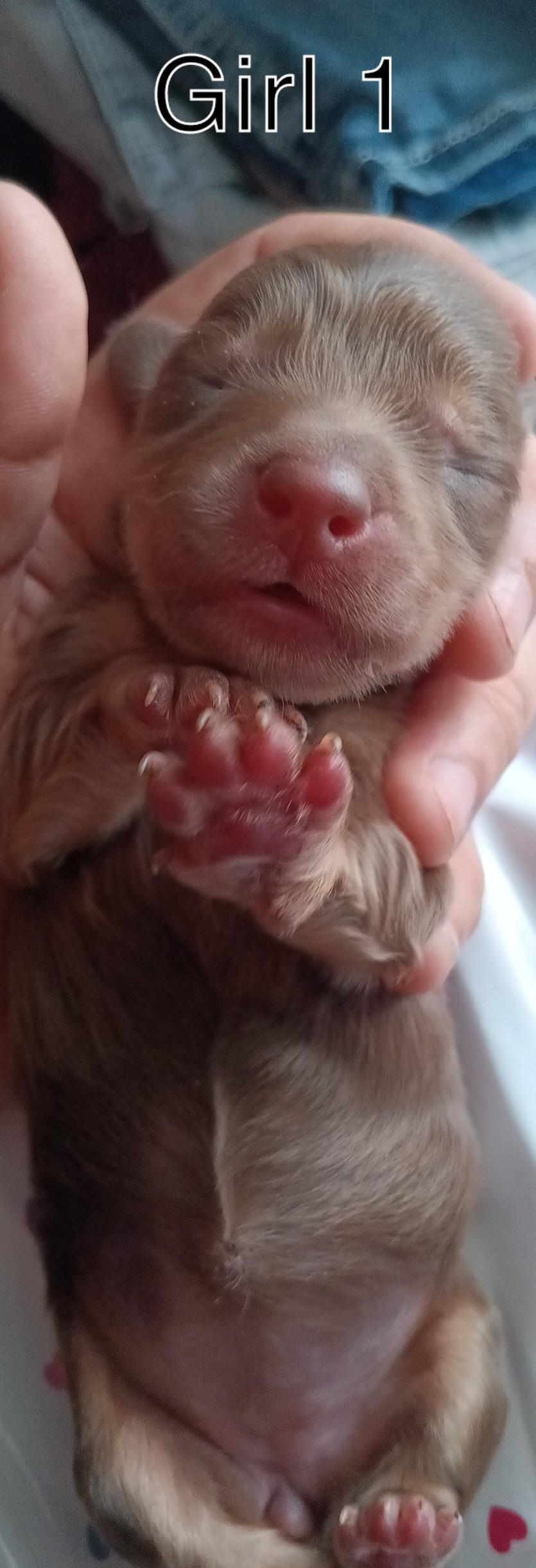 Nikas Baby Beanz LH Dachshunds in Colorado | Dachshund puppies | Good Dog