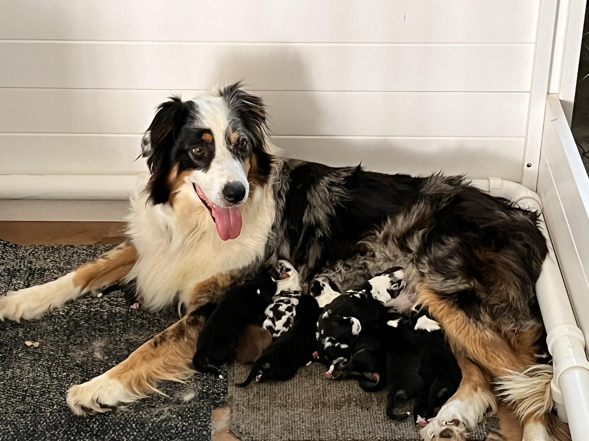 Forever Aussies and A Doodle in Indiana | Australian Shepherd ...