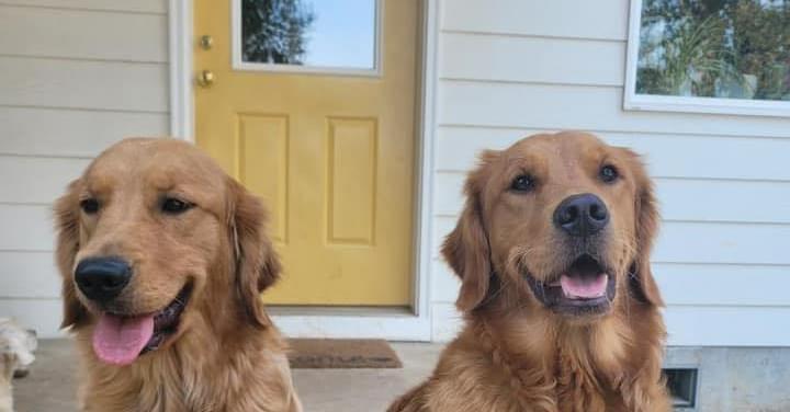 Faul Oaks Farm Golden Retrievers in Oregon | Golden Retriever puppies ...