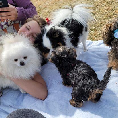 Tanya's Pixie Pups in Utah | Pomeranian puppies | Good Dog