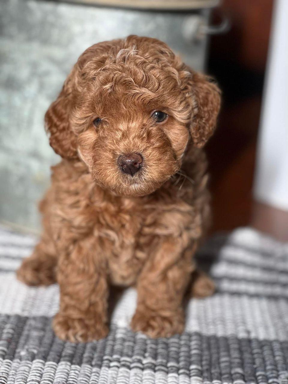 Bright and Beautiful Cockapoos and Doodles in Alabama | Cockapoo ...