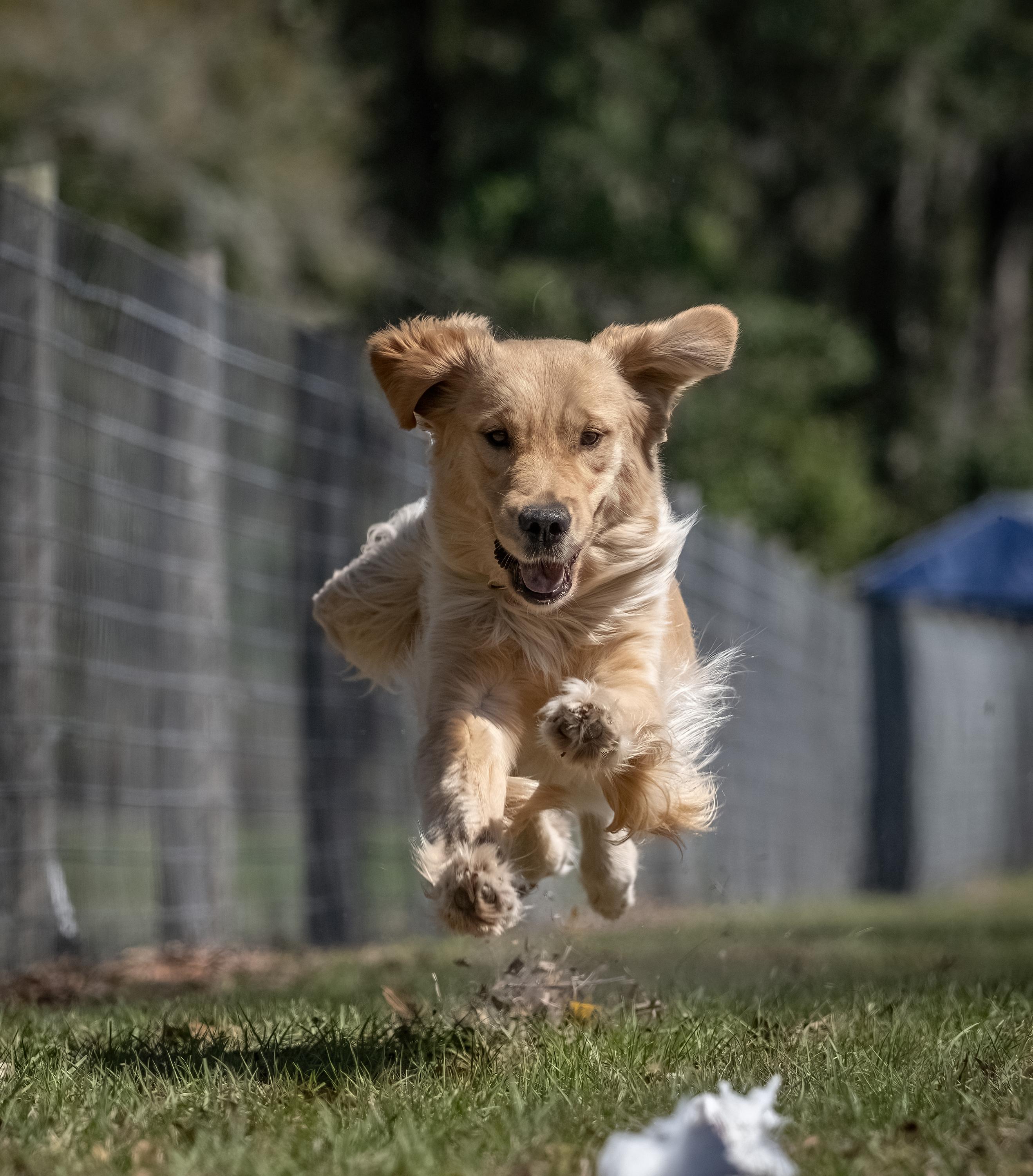 Lace's High Flying German Shepherds And Golden Retrievers in Florida ...